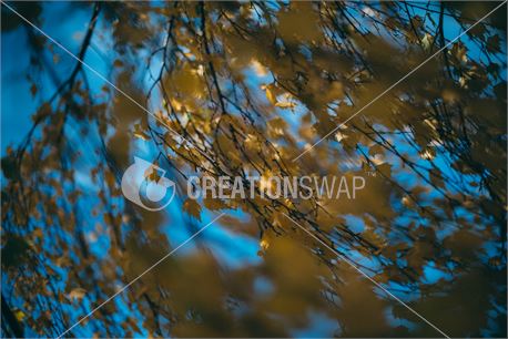 Media - Moving leaves | CreationSwap