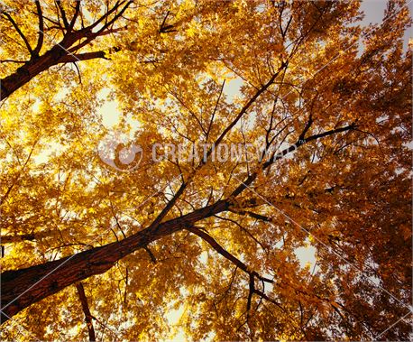 Media - Fall Foliage 3 | CreationSwap